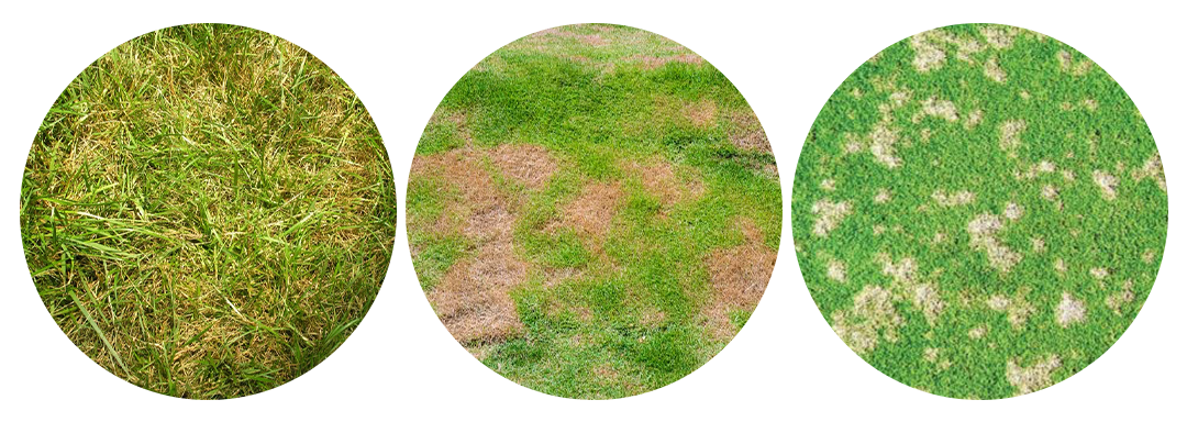 Fungicide Application - Pro Outdoor